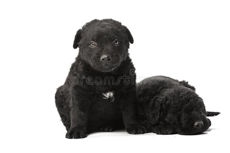 De Hond van Puli stock foto. Image of dreadlocks, vriend - 20394348