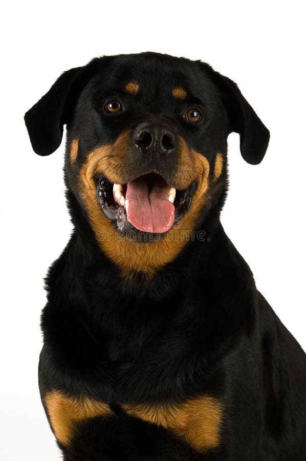 De hond van Rottweiler stock foto. Image of honds, één - 25643122