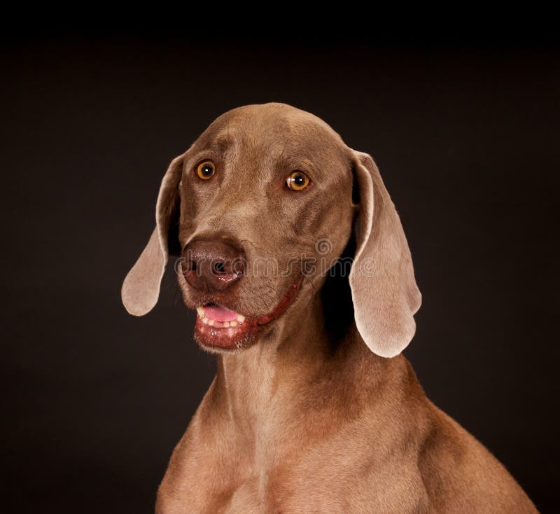 Weimaraner stock afbeelding. Image of groen, honds, veterinair - 1435111