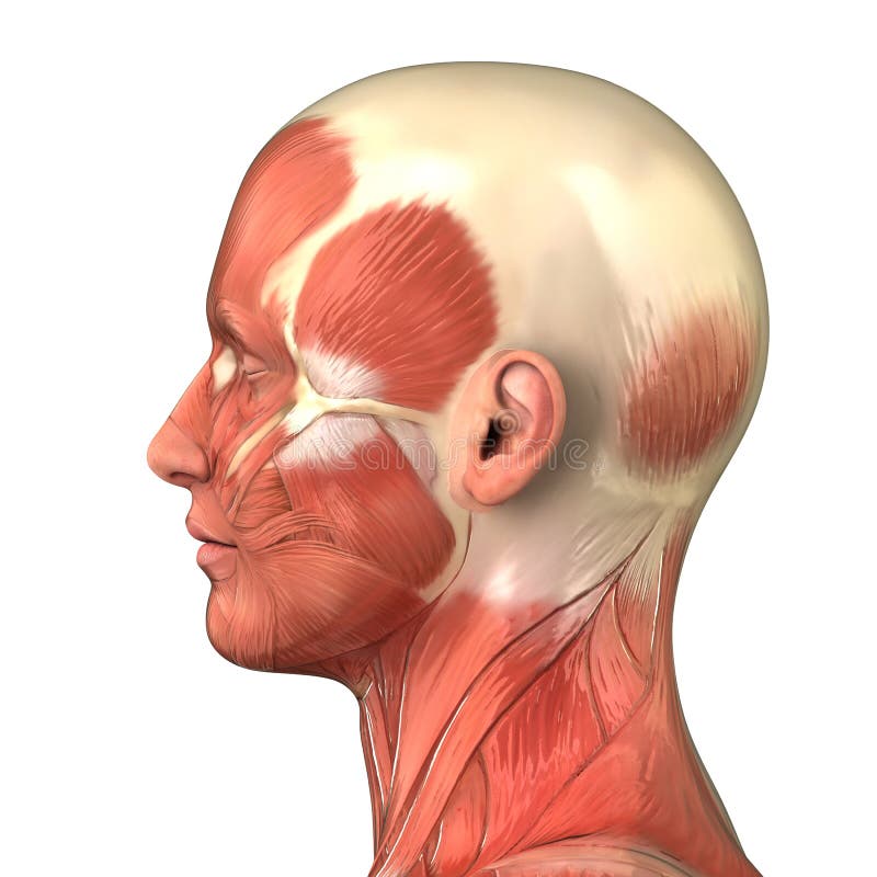 Menselijke Anatomie - Spieren Van Het Gezicht Stock Illustratie ... Menselijke Anatomie - Spieren Van Het Gezicht Stock Illustratie ...
