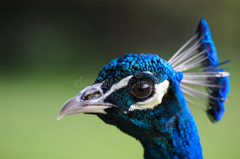 De Hoofdclose-up Van De Pauw Stock Foto - Image of vogel, hoofd: 26935506
