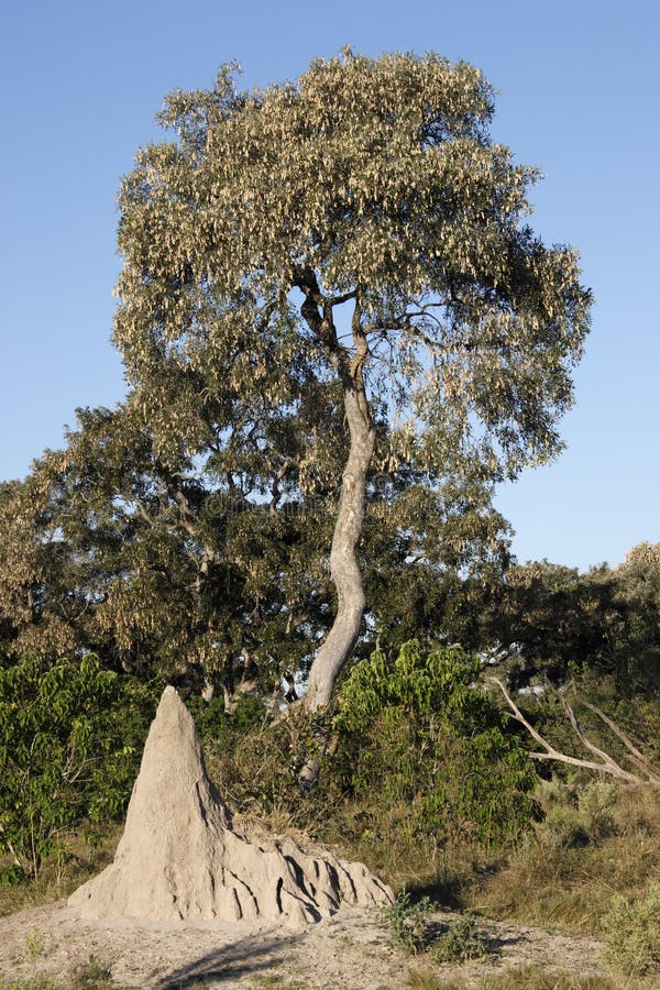 Termietenhoop - Botswana stock afbeelding. Image of afrika - 10759737