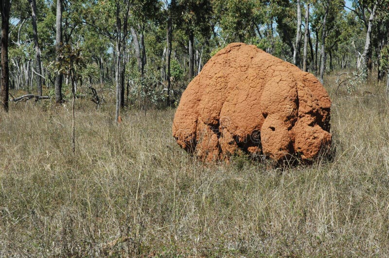 De Kolonie van termieten stock afbeelding. Image of insect - 13487883