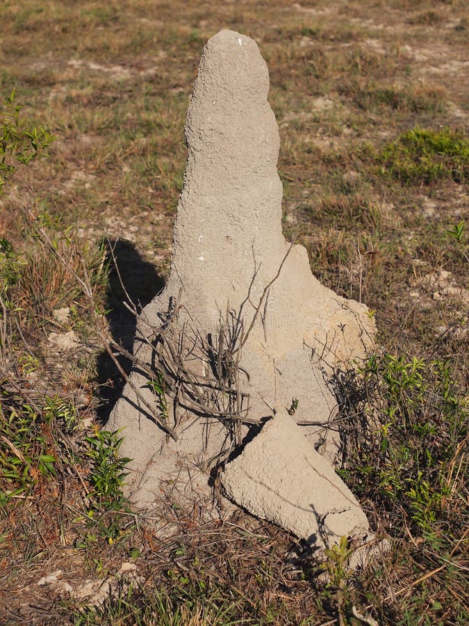 De hoop van de termiet stock foto. Image of insect, amerika - 25855816