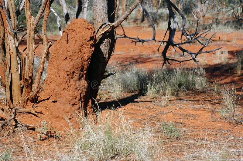 De Hoop Van De Termiet in De Australische Struik Stock Foto - Image of ...