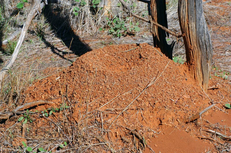 De Hoop Van De Termiet in De Australische Struik Stock Afbeelding ...