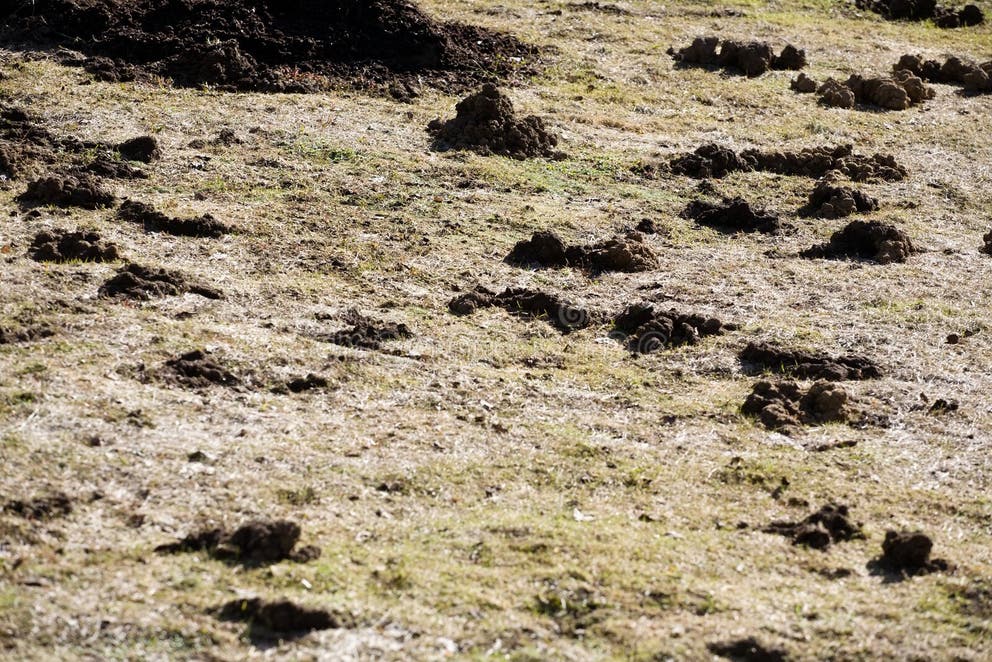 De Hopen Van De Het Holgrond Van De Mol Stock Foto - Image of ...