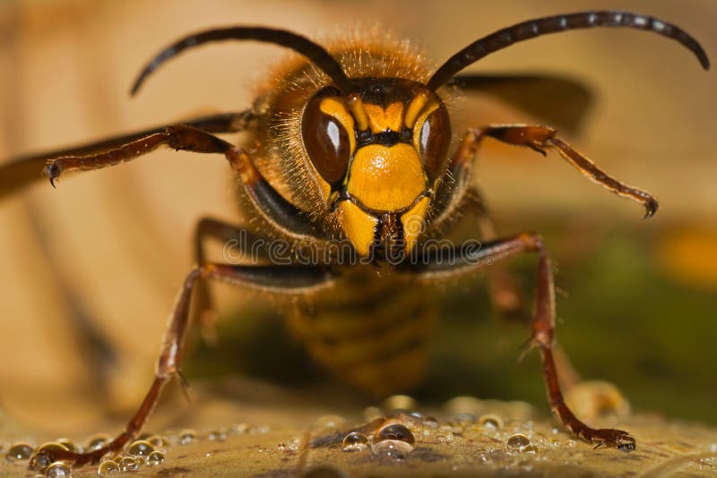 De horzel dreigt stock afbeelding. Image of najaar, insect - 7464027