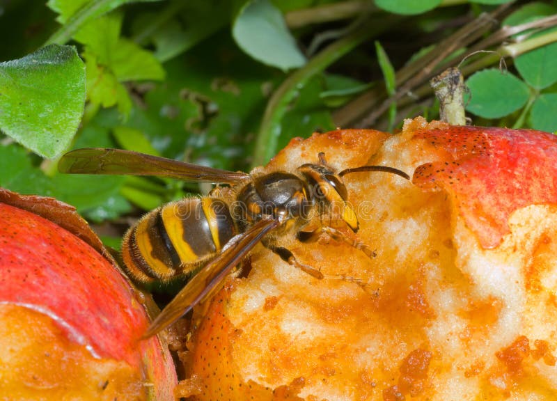De horzel eet appel 5 stock foto. Image of insect, openlucht - 27670584
