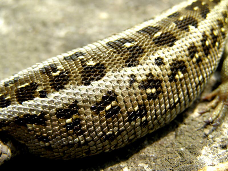 Huid van een hagedis stock afbeelding. Image of nave - 14111249
