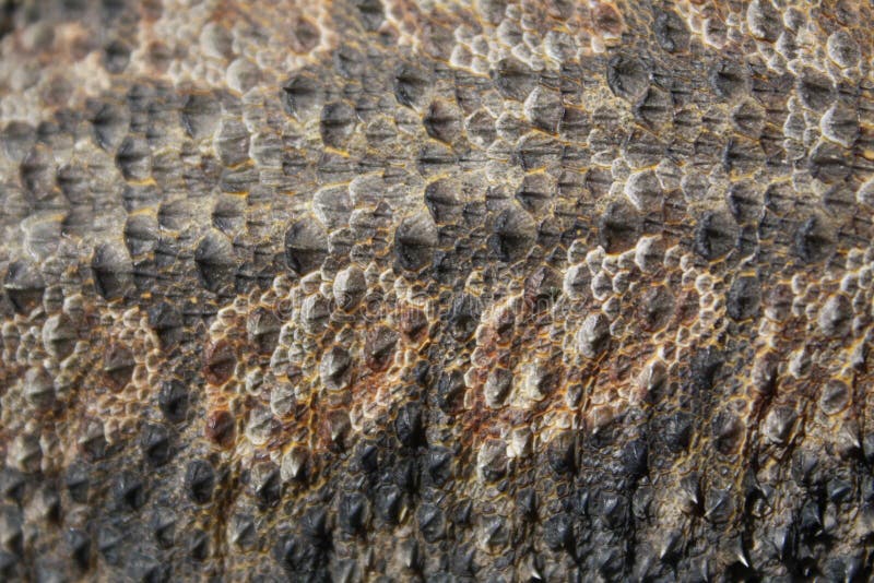 Huid van een hagedis stock afbeelding. Image of schalen - 5983113