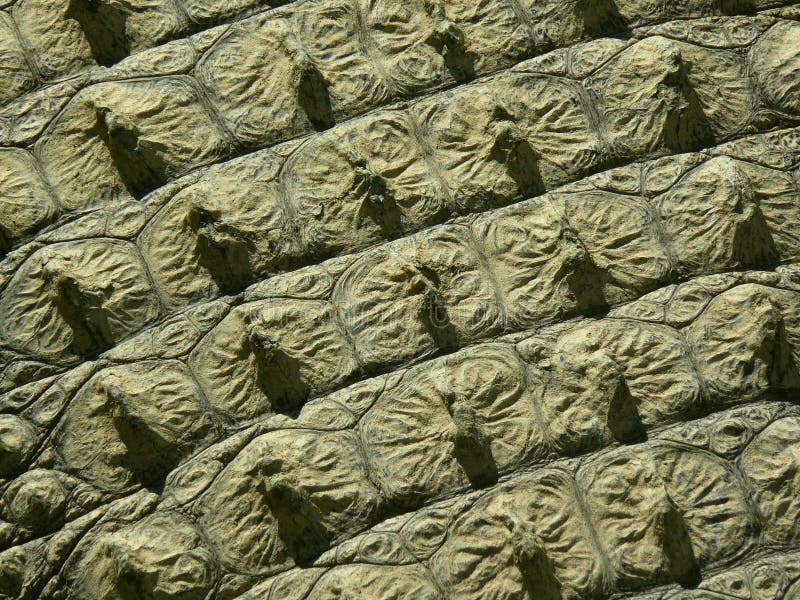 Krokodillenleer - textuur stock foto. Image of dier, huid - 9876048
