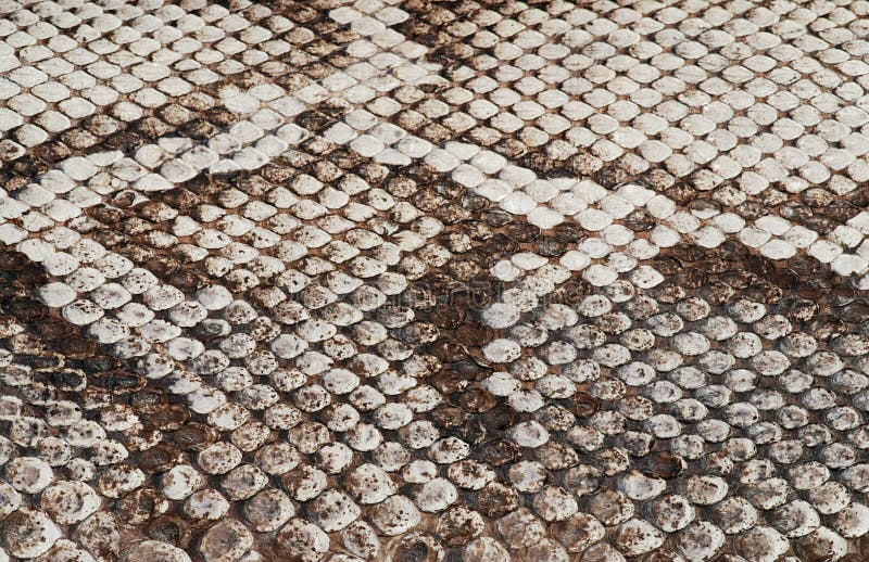 De huid van de slang stock afbeelding. Afbeelding bestaande uit vergift ...