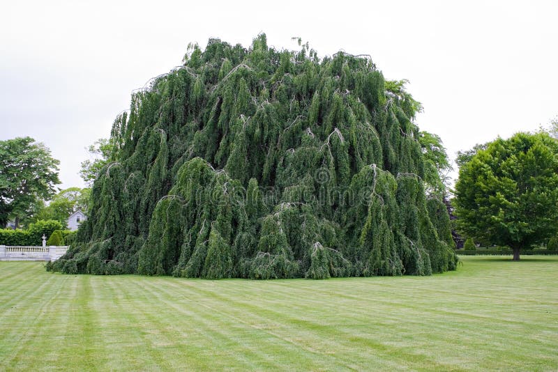 De Huilende Boom Van De Beuk Stock Afbeelding - Image of tuin, boom ...