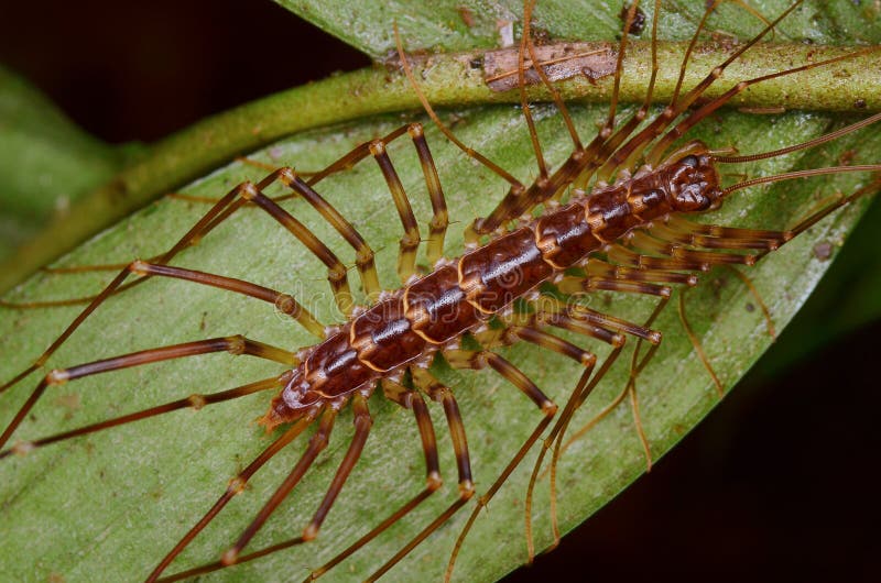 Vet en harige duizendpoot stock foto. Image of made - 101745966