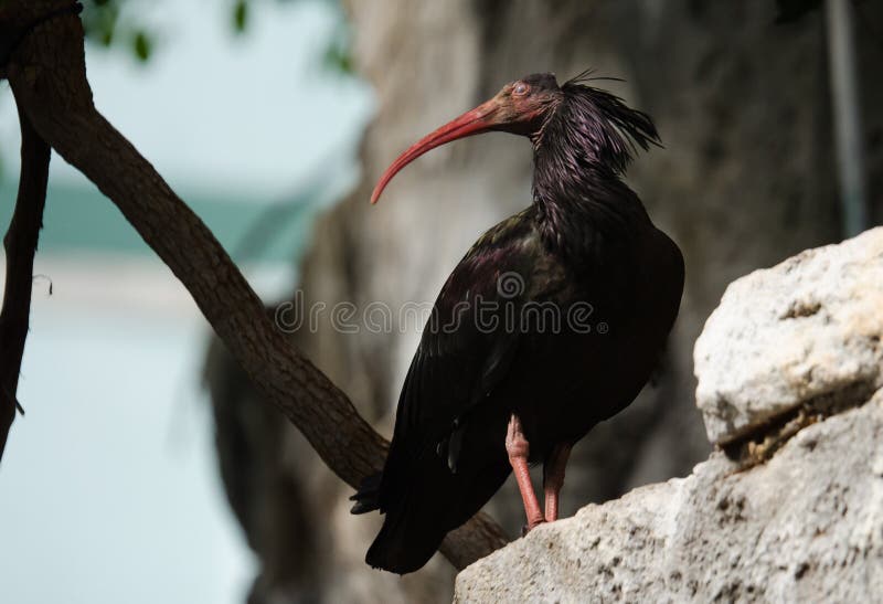 Waldrappibis 2 stock afbeelding. Image of ecologie, vogel - 31499785