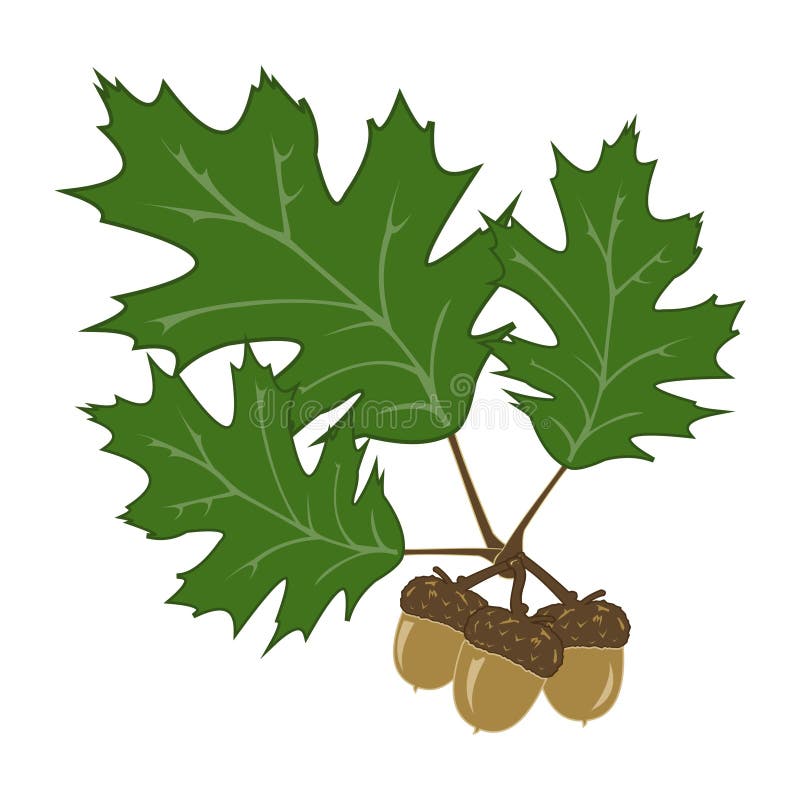 De Illustratie Van De Eikel En Van Het Blad Vector Illustratie ...