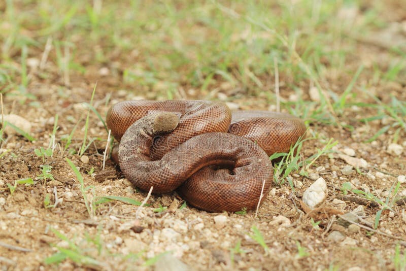 De Indische Rode Slang Van De Zandboa Stock Foto - Afbeelding bestaande ...