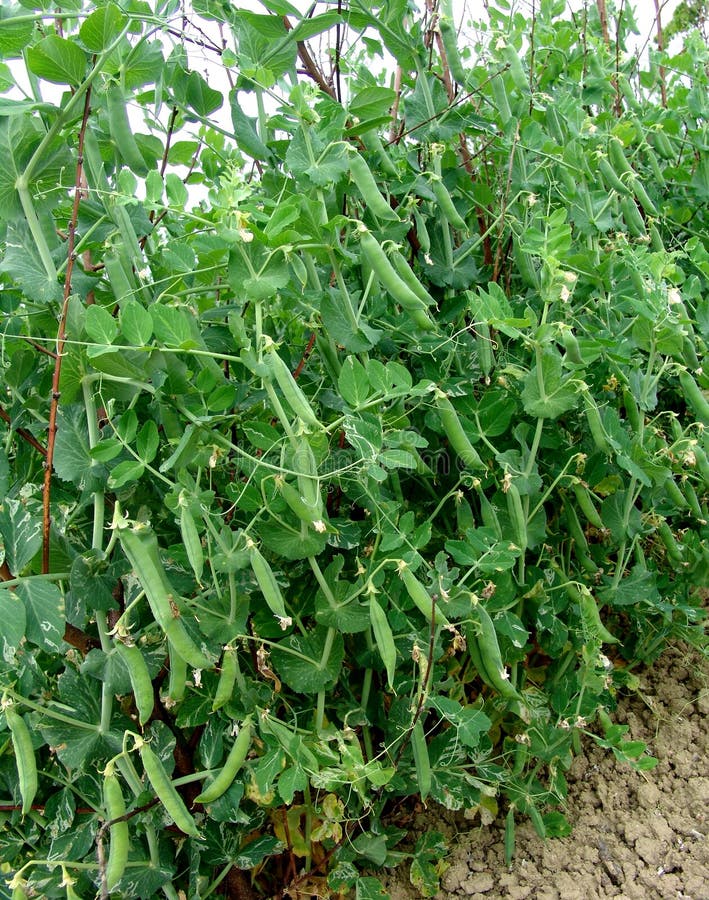 De installatie van de erwt stock foto. Image of plantaardig - 9505458