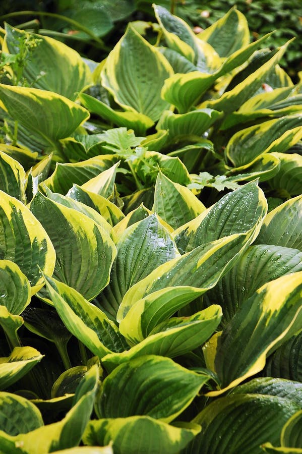 De installatie van Hosta stock afbeelding. Image of botanisch - 14520345