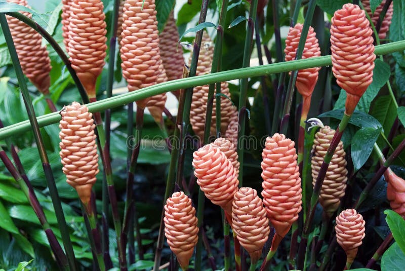 Bijenkorf gemberplanten stock foto. Image of roze, wildernis - 25807334
