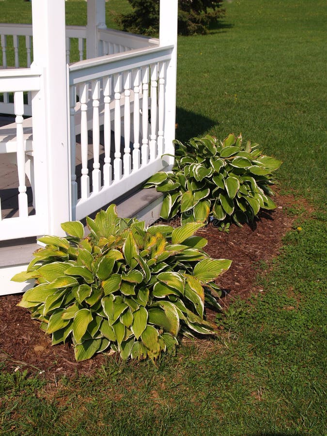 De installaties van Hosta stock foto. Image of eeuwigdurend - 6565638