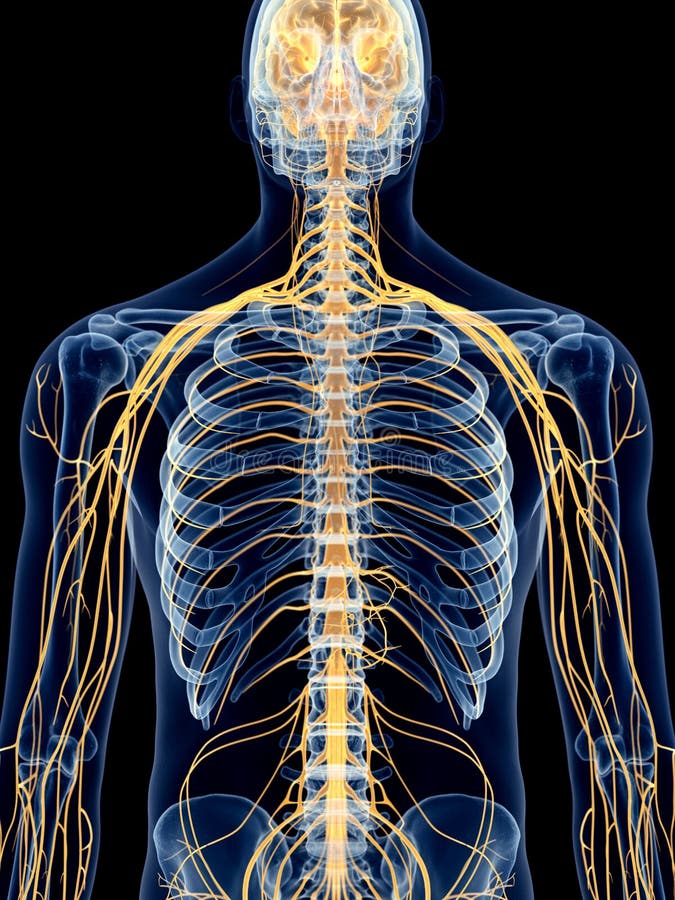 De intercostal zenuwen stock illustratie. Illustration of geel - 57002313