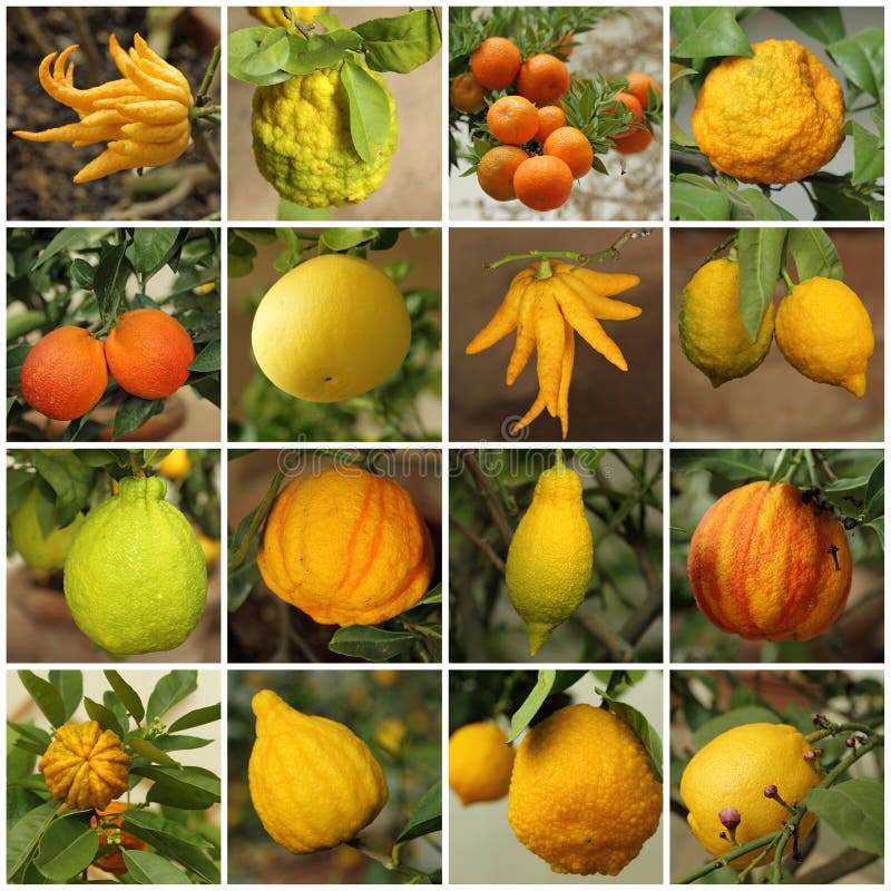 De Inzameling Van De Citrusvrucht Stock Foto - Image of collage ...
