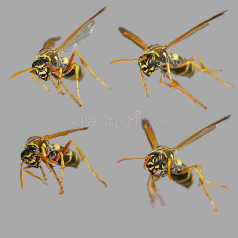 Vliegende wesp stock foto. Image of nave, dier, wesp - 17803740