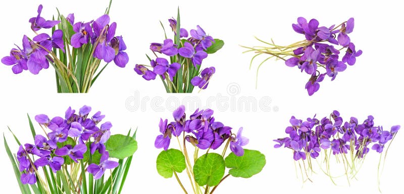 Viooltjescollectie stock afbeelding. Image of bloemen - 24057869