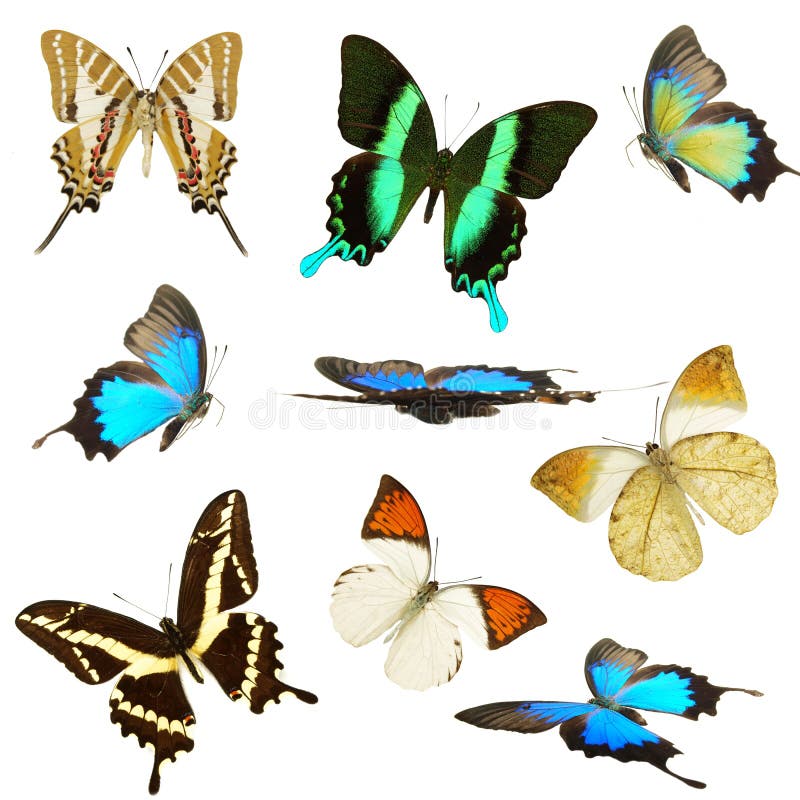 De Cyclus Van Het Leven Van De Vlinder Swallowtail Stock Illustratie ...