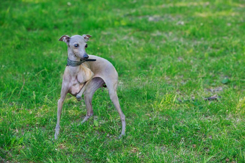 De Italiaanse Windhond Van Het Hondras Stock Foto - Image of portret ...