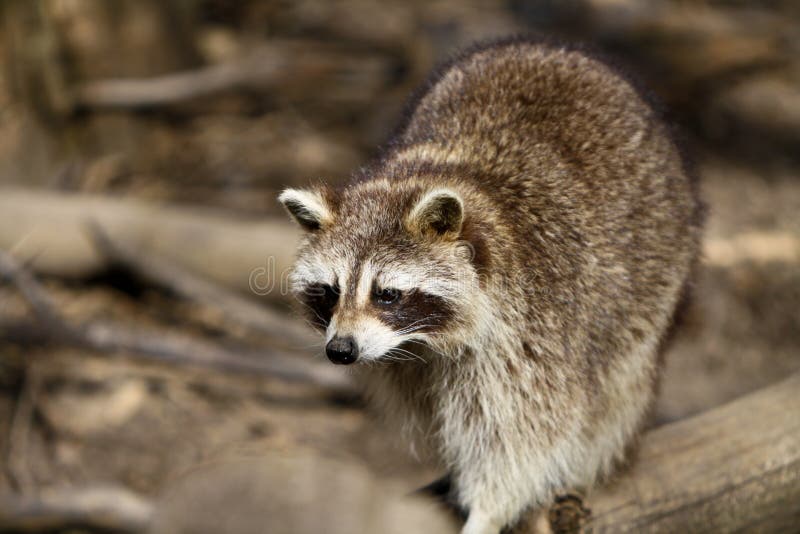 Wasbeer stock foto. Image of zoogdier, haar, leuk, staart - 926302