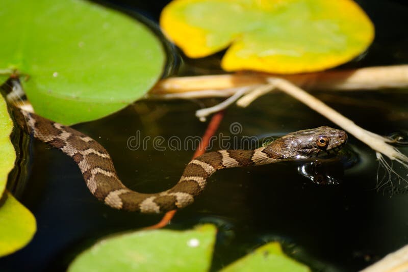 Ringslang op jacht stock afbeelding. Image of milieu - 15034103