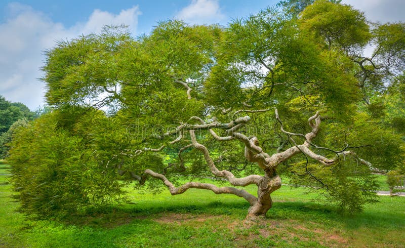 De Japanse Boom Van De Esdoorn Stock Foto - Image of esdoorn, bomen ...