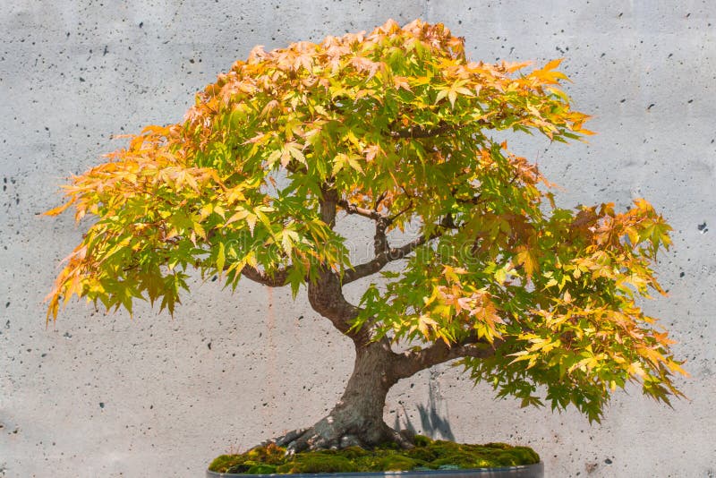 De Japanse Boom Van De Esdoornbonsai Stock Foto - Image of potten ...