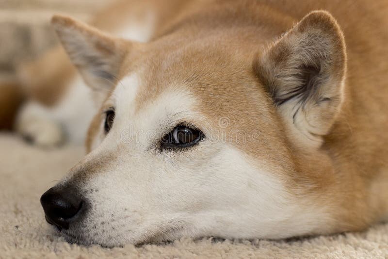 De Japanse Hond Van Shiba Inu Stock Foto - Image of bruin, hond: 29071516