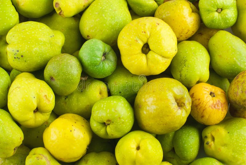 De Japanse kweepeer stock afbeelding. Image of kweepeer - 6752705