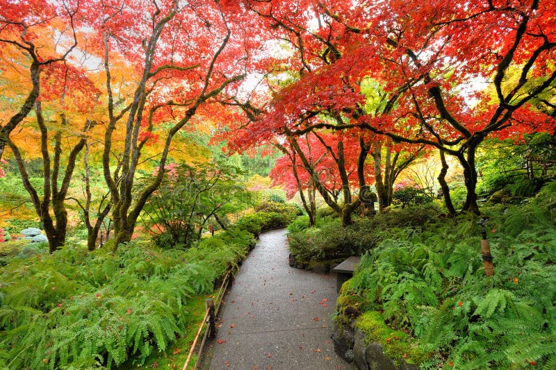 De Japanse Tuin Van De Herfst Stock Foto - Image of canada, bladeren ...