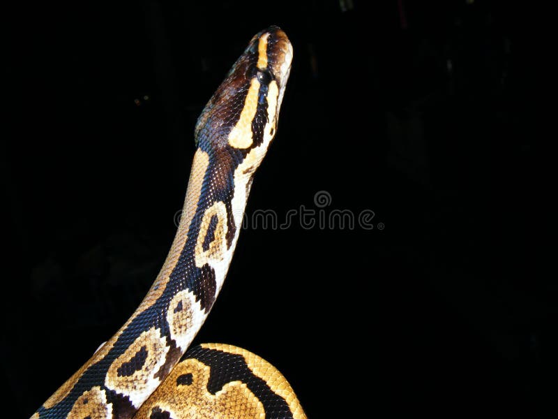 De jeugd Python van de Bal stock foto. Image of reptiel - 4872796