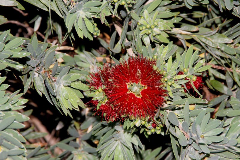 ` De Jeffers Do ` Do Citrinus De Callistemon, Bottlebrush De Jeffers ...