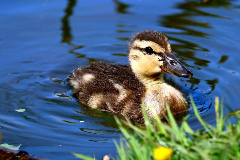 De Jonge Eend Die Van Het Wilde Eendeendje in Water Zwemmen Stock Foto ...