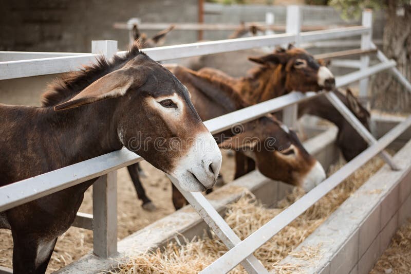 Mooie Ezels Eten Hooi Met Hun Hoofden Tussen De Planken Van De Aviary ...