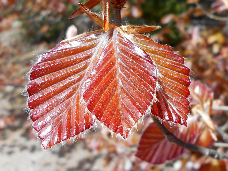 De Beuk Doorbladert in De Winterbos Stock Foto - Image of winter, vocht ...