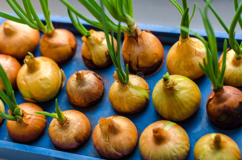 De Ui Groeit In De Tuin In De Tuin Eerste De Selectienadruk Van De De ...