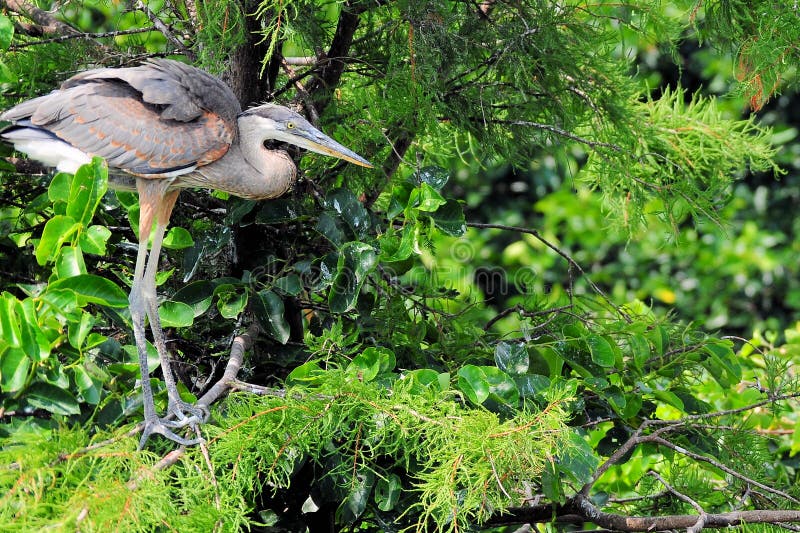 Jonge Reiger stock afbeelding. Image of dier, dieren - 30942521
