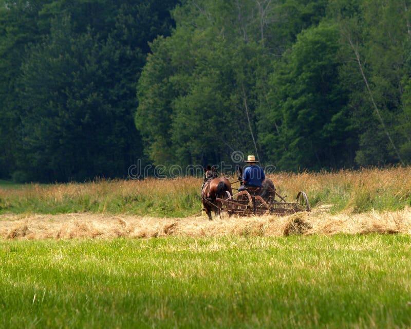 De Jongen Die Van Amish Gebied Hooit Stock Foto - Image of lijn ...