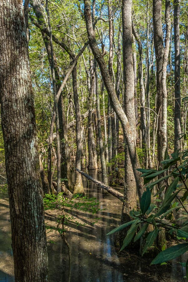 De Kale Bomen Van De Cipres Stock Foto - Image of cyprus, moeras: 53311764