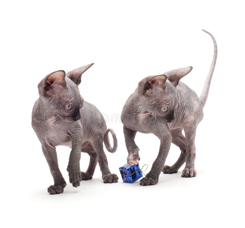 De Kale Katten Van De Sfinx Stock Afbeelding - Image of grappig ...