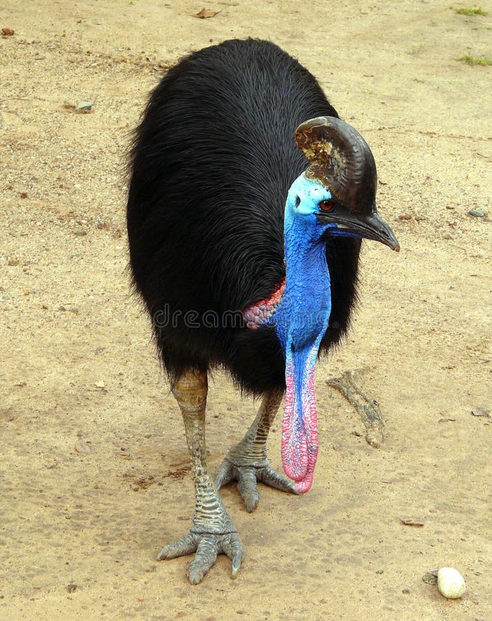 Kasuaris, Zeer Grote Flightless Vogel Stock Foto - Afbeelding bestaande ...